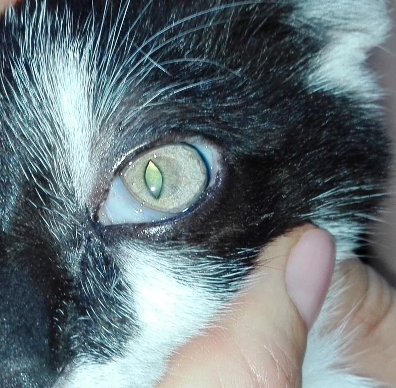 Pozánětlivý srůst víček u nalezeného kotěte - ABClinic - Centrum ...